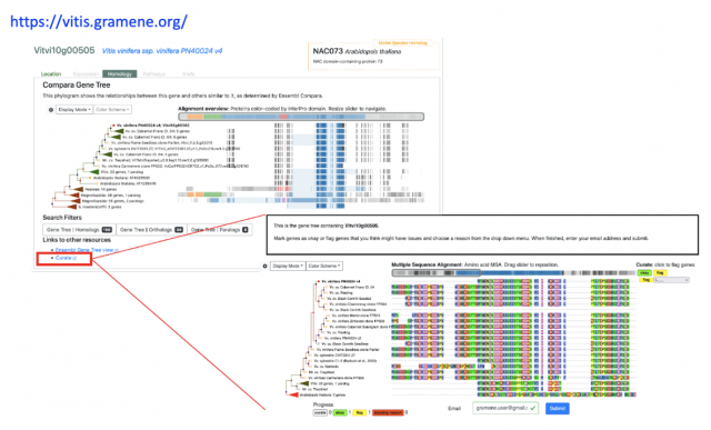 The Gramene Gene Tree Tool Introduced During the Kickoff of the 2022 INTEGRAPE Annot’Training ...
